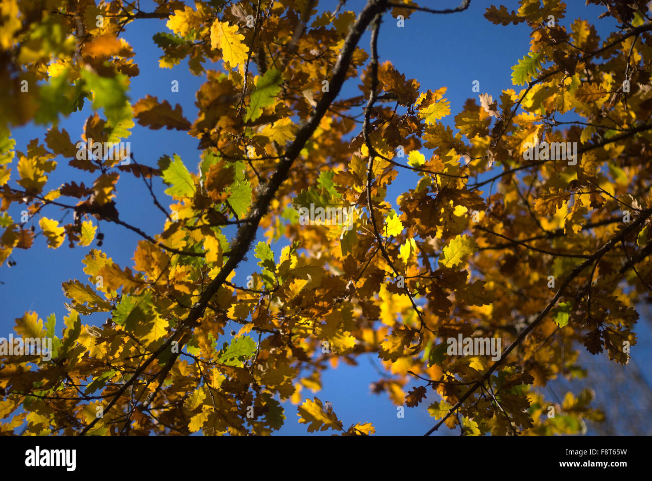 Autumn leaves, Lot Valley, France Stock Photo - Alamy