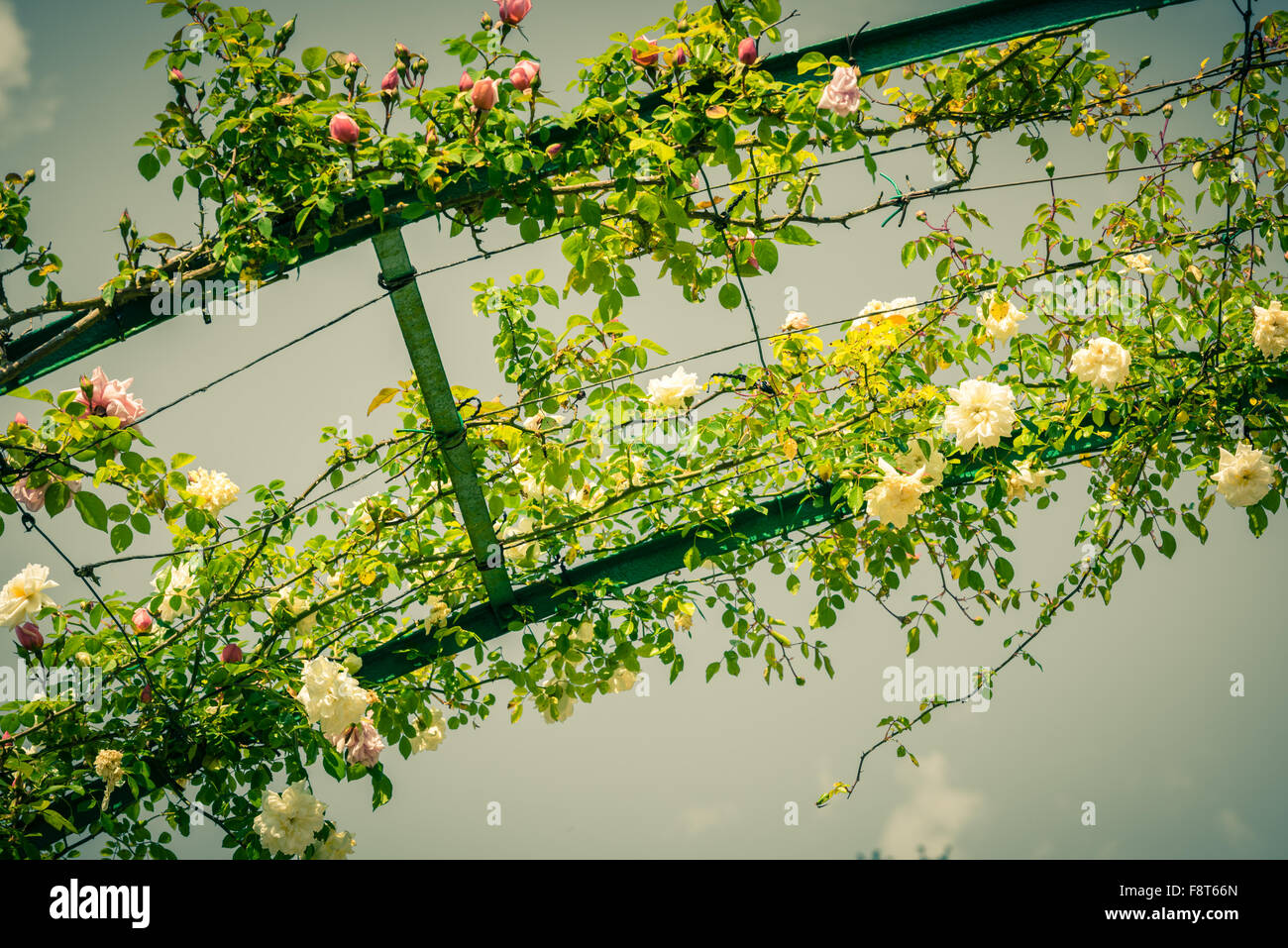 Bush of beautiful climbing roses in a garden. Filtered shot Stock Photo ...