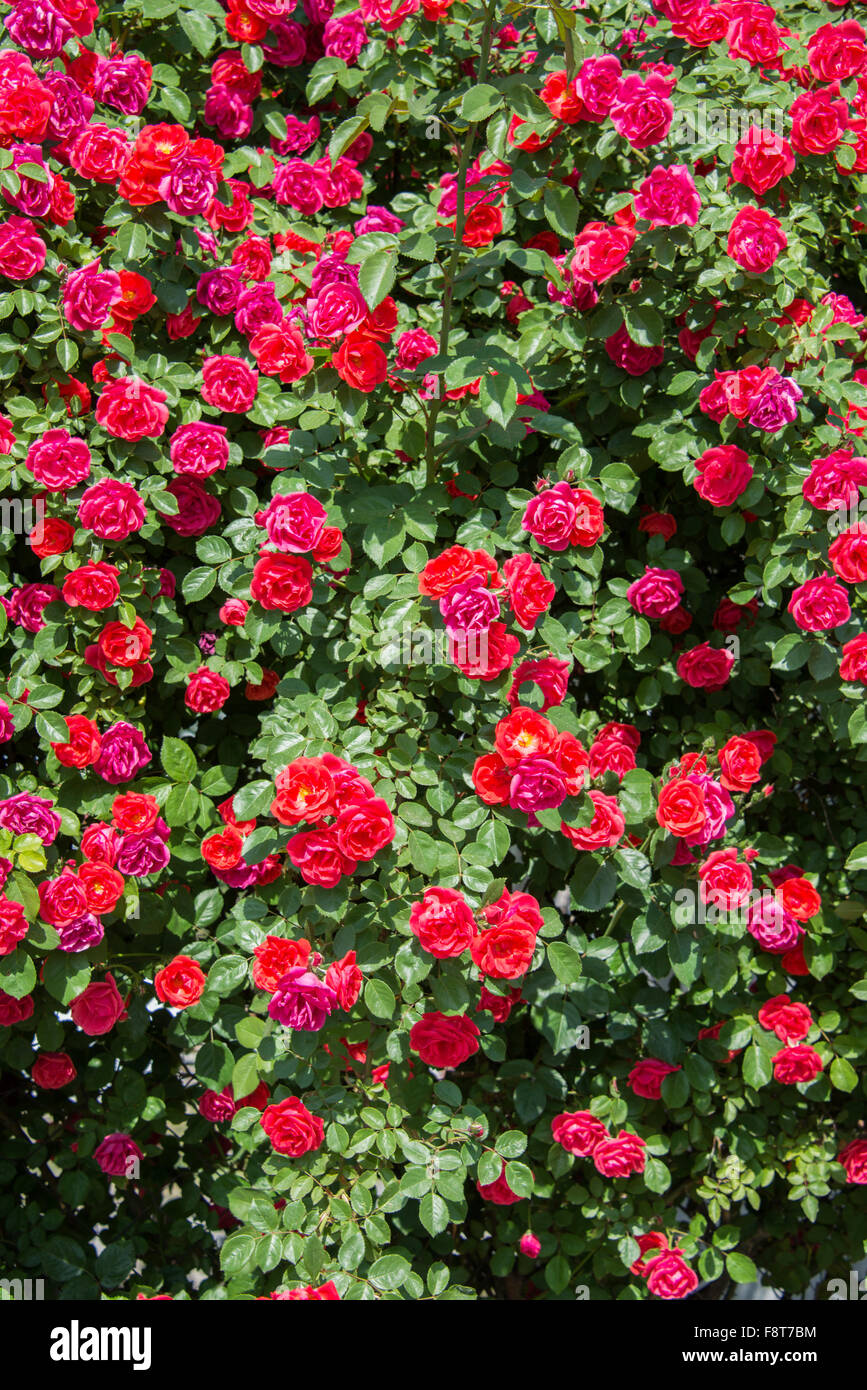 Bush of roses on bright summer day Stock Photo - Alamy