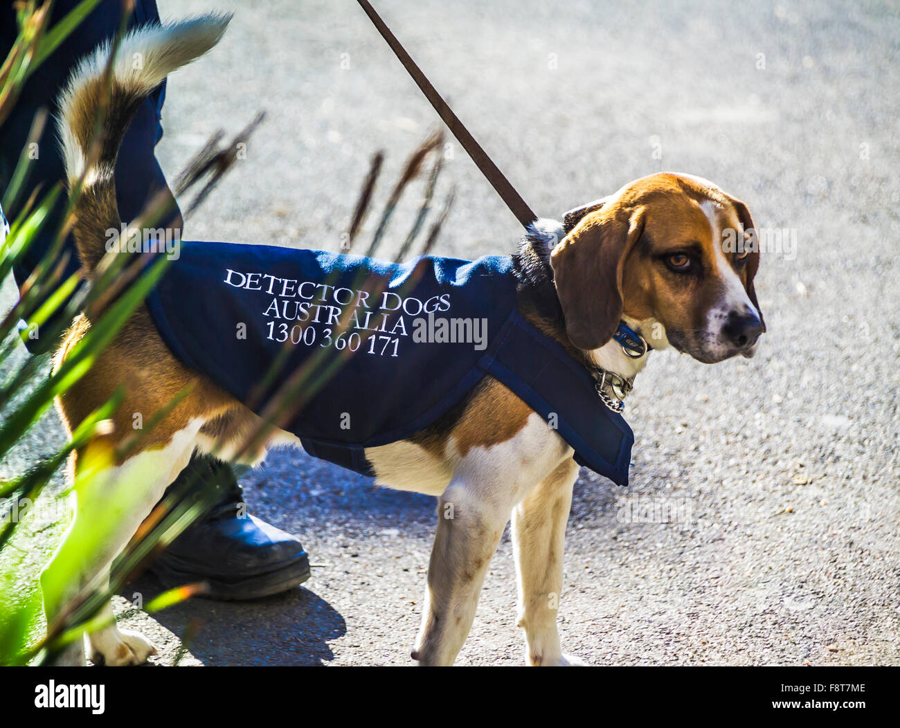 Melbourne dog dogs hi-res stock photography and images - Alamy