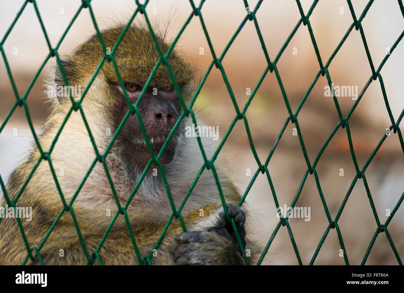 monkey in a cage at the Zoo, Brasov, Romania Stock Photo - Alamy