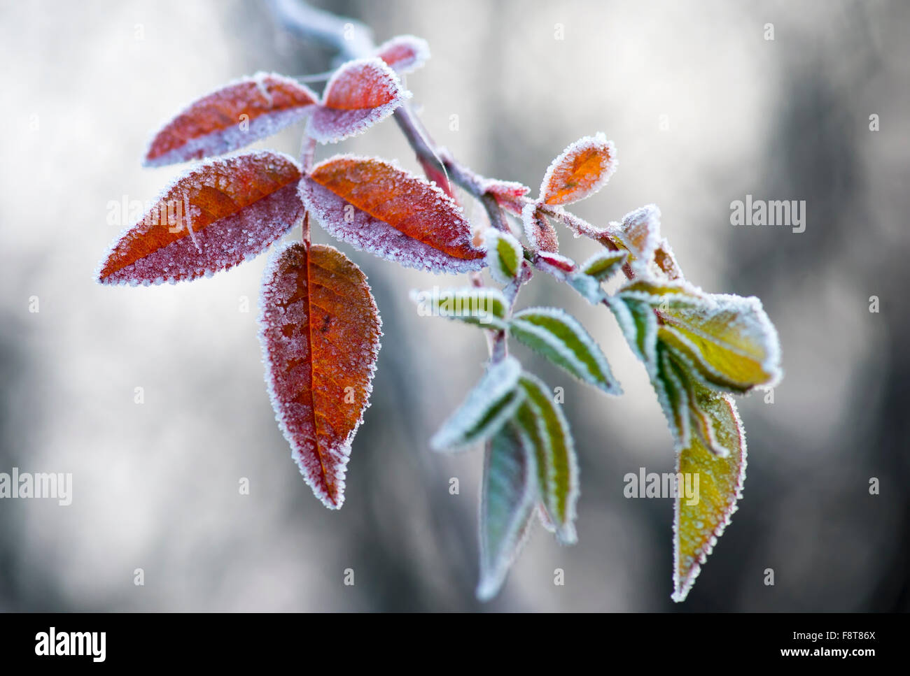 Frozen autumn leaves Stock Photo - Alamy