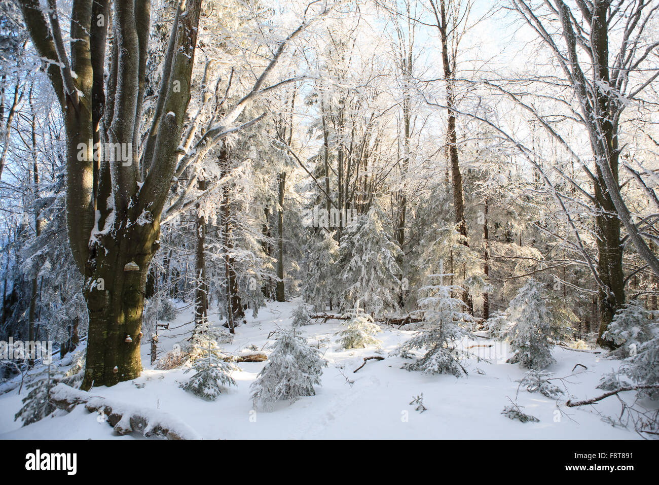 Frost on trees in forest Stock Photo - Alamy