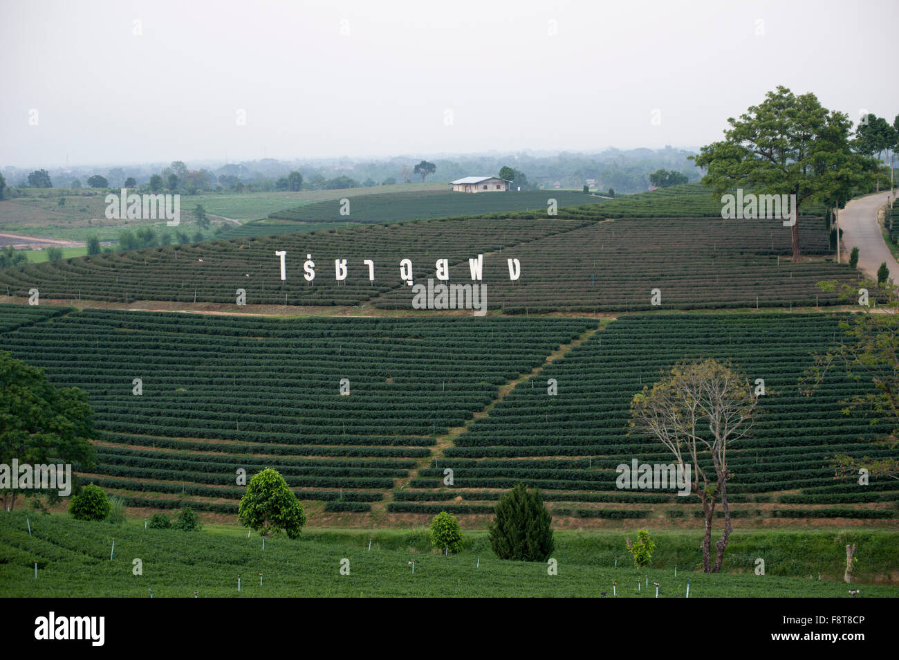 Sunset view of misty mountains over rows of tea at a tea plantation ... Sunset view of misty mountains over rows of tea at a tea plantation ...
