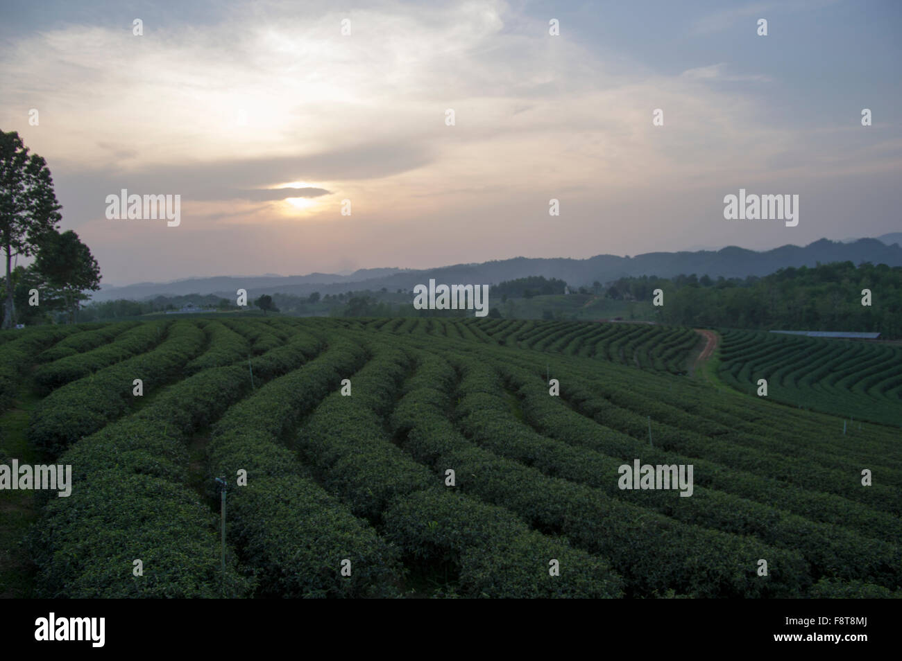 Sunset view of misty mountains over rows of tea at a tea plantation ...