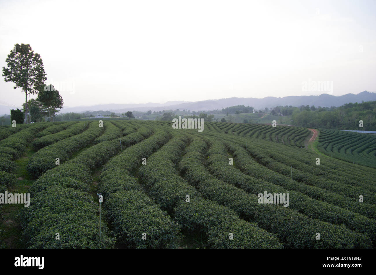 Sunset view of misty mountains over rows of tea at a tea plantation ... Sunset view of misty mountains over rows of tea at a tea plantation ...