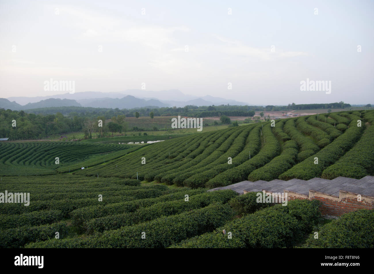 Sunset view of misty mountains over rows of tea at a tea plantation ...