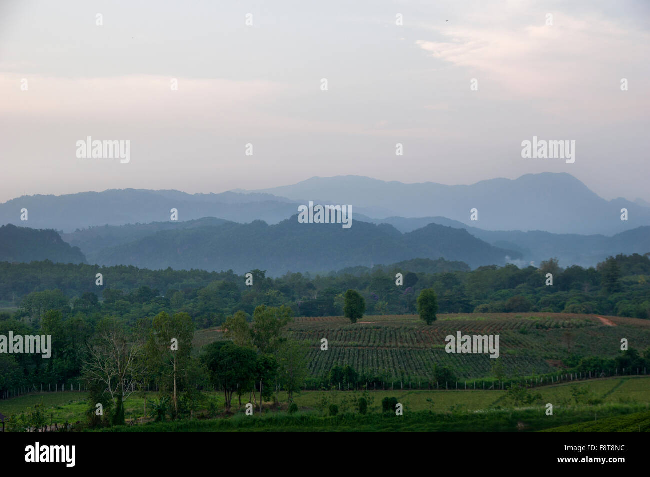 Sunset view of misty mountains over rows of tea at a tea plantation ... Sunset view of misty mountains over rows of tea at a tea plantation ...