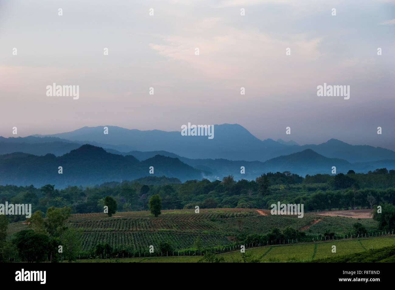 Sunset view of misty mountains over rows of tea at a tea plantation ...