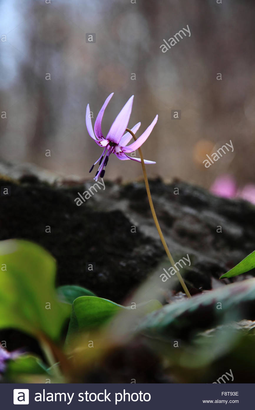 Dogtooth Violet Stock Photos & Dogtooth Violet Stock Images - Alamy