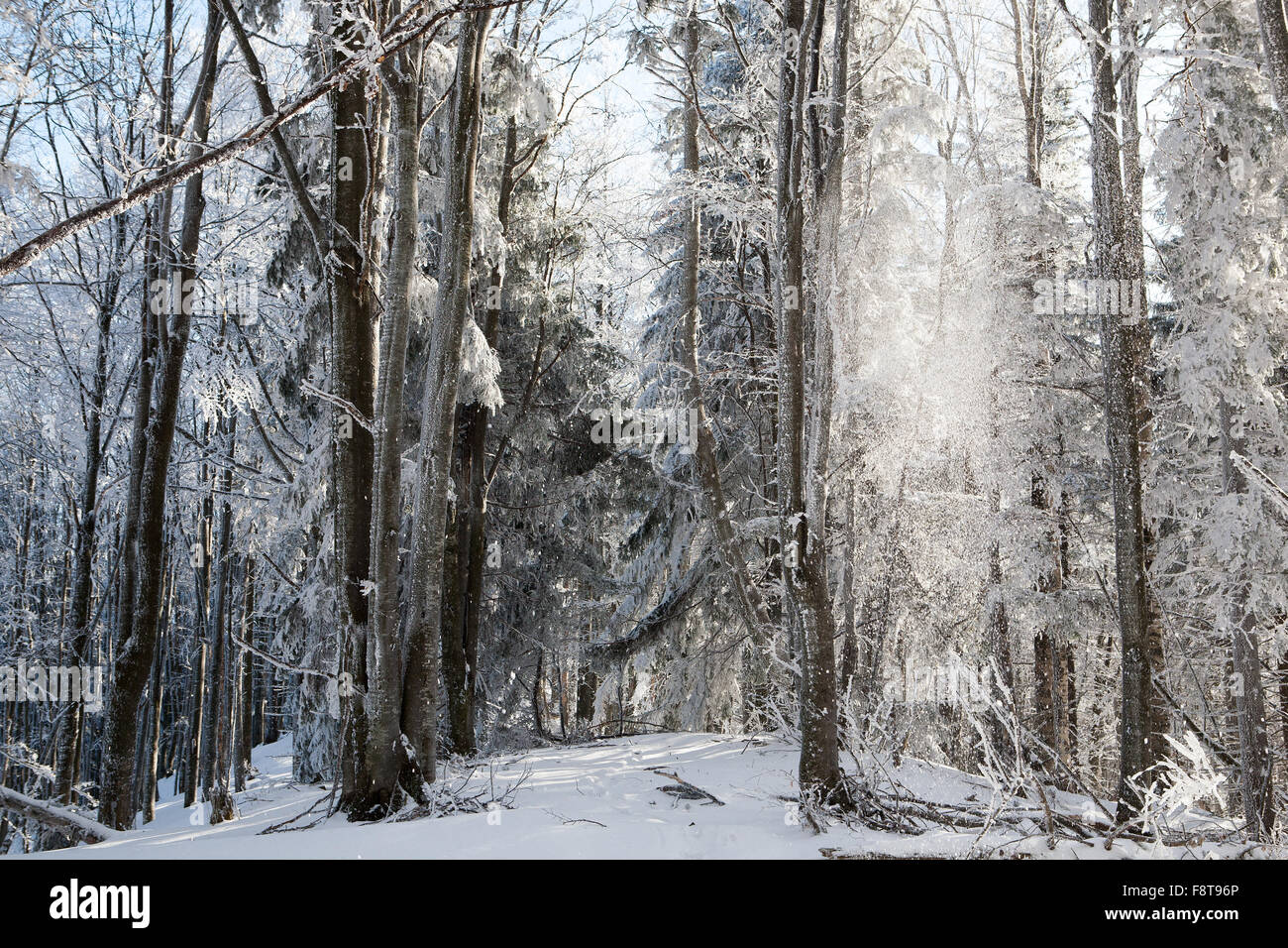 Frost on trees in forest Stock Photo - Alamy