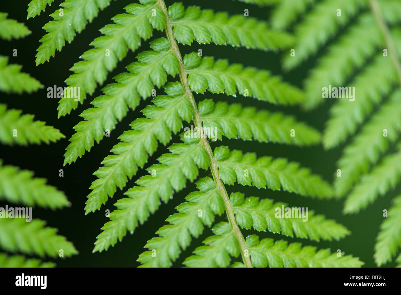Close up of fern leaves Stock Photo - Alamy