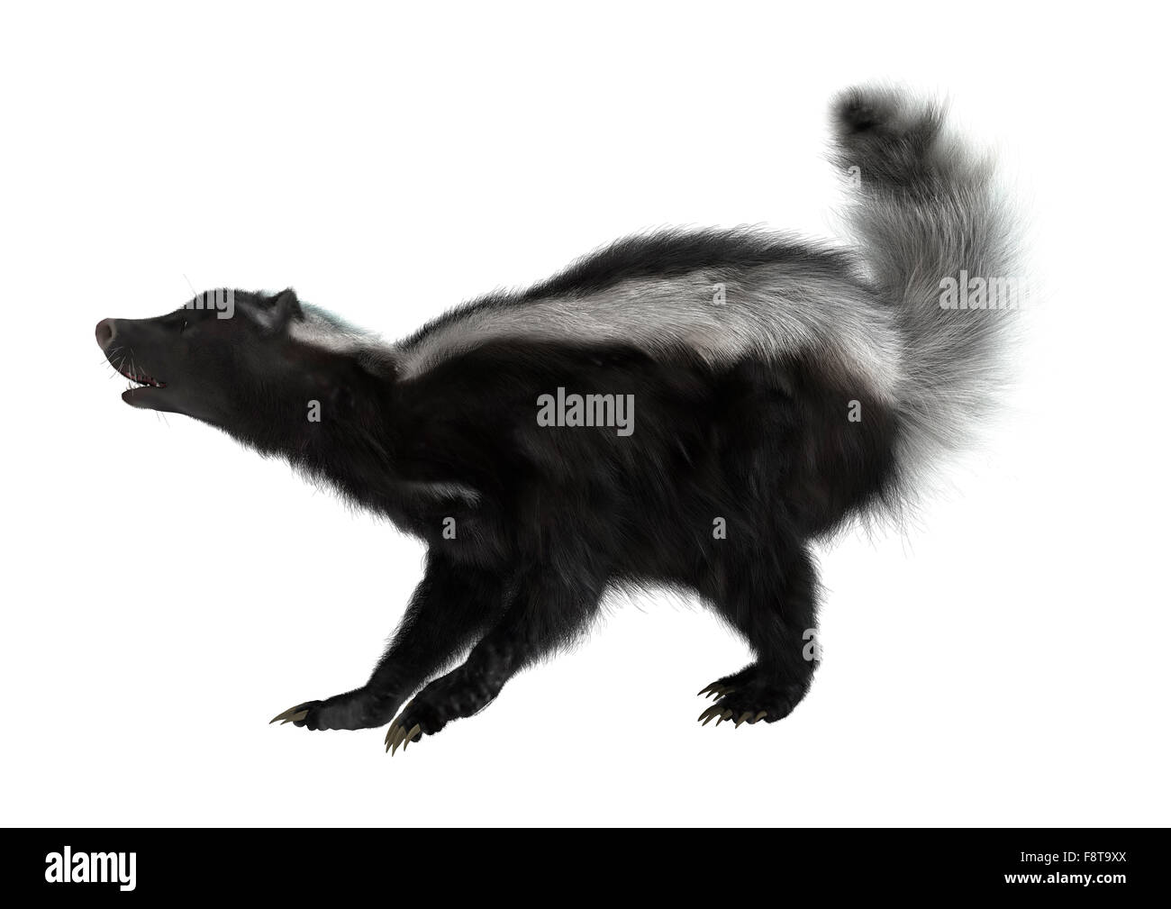 3D digital render of a striped skunk or Mephitis mephitis isolated on ...