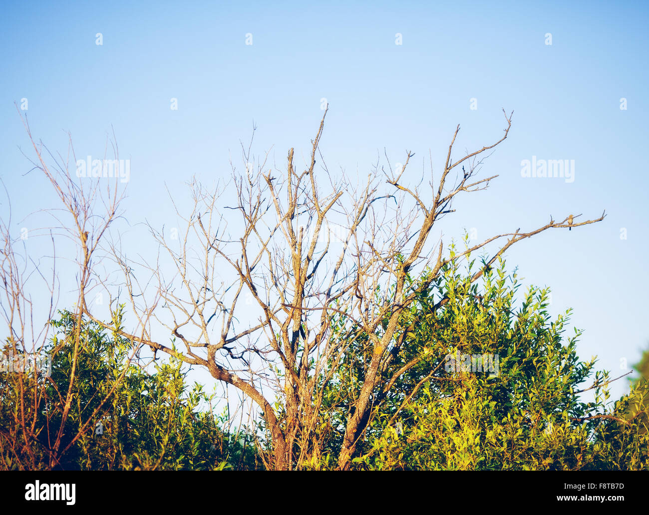 dried bush branches and blue sky background Stock Photo - Alamy
