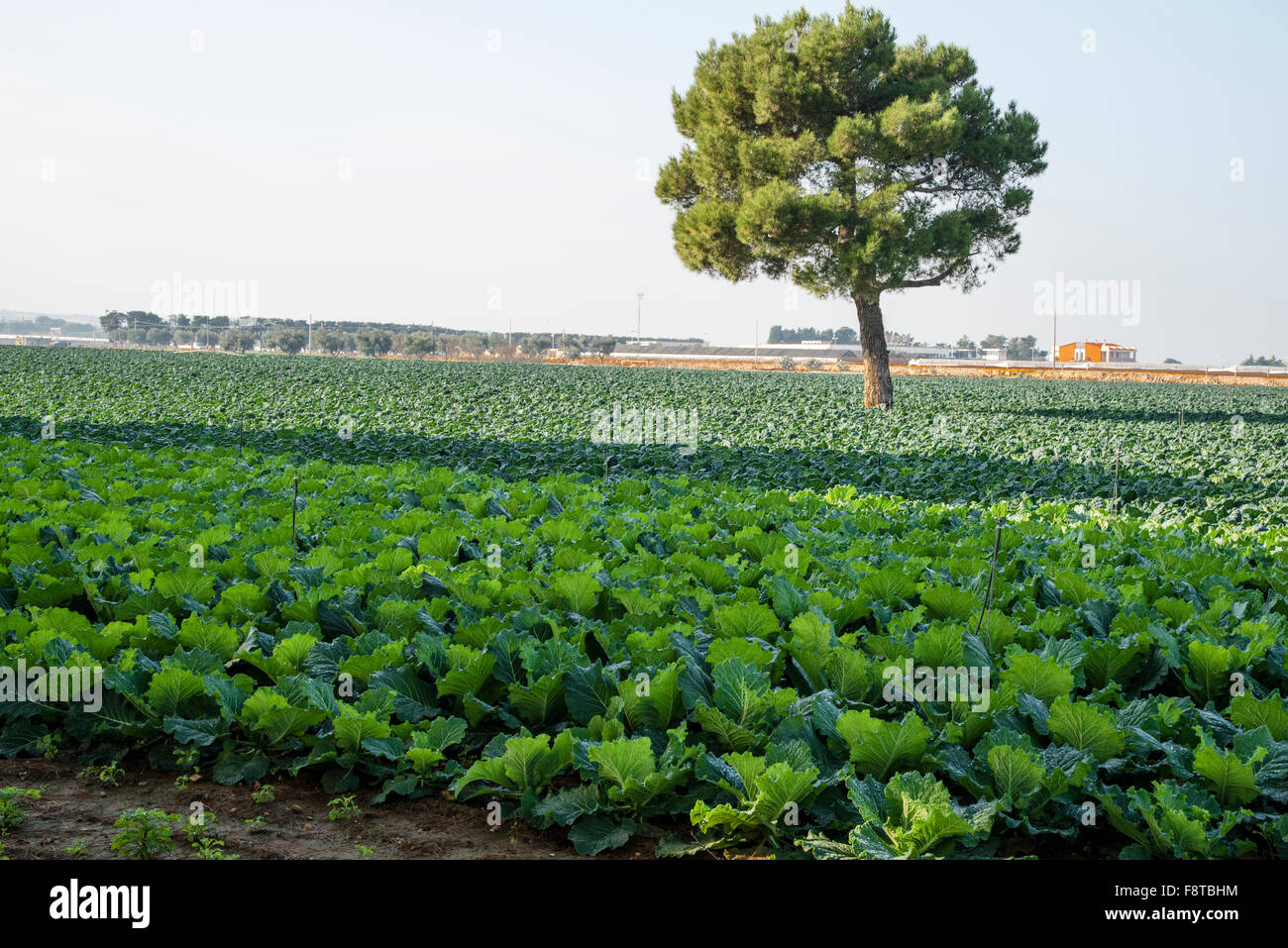 Field of lettuce on the Apulian coast Stock Photo - Alamy