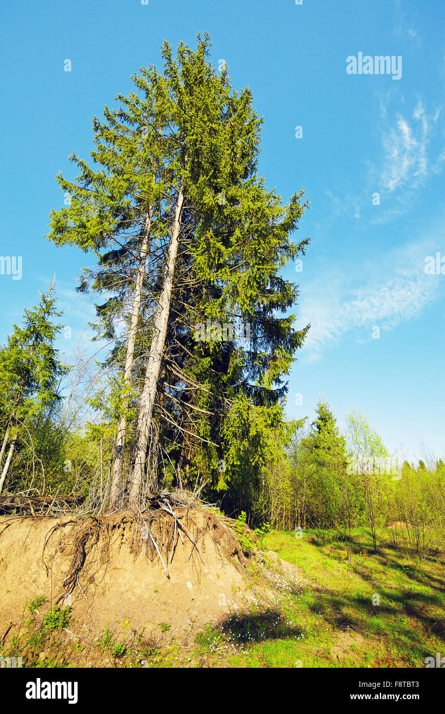 Blue pine tree hi-res stock photography and images - Alamy