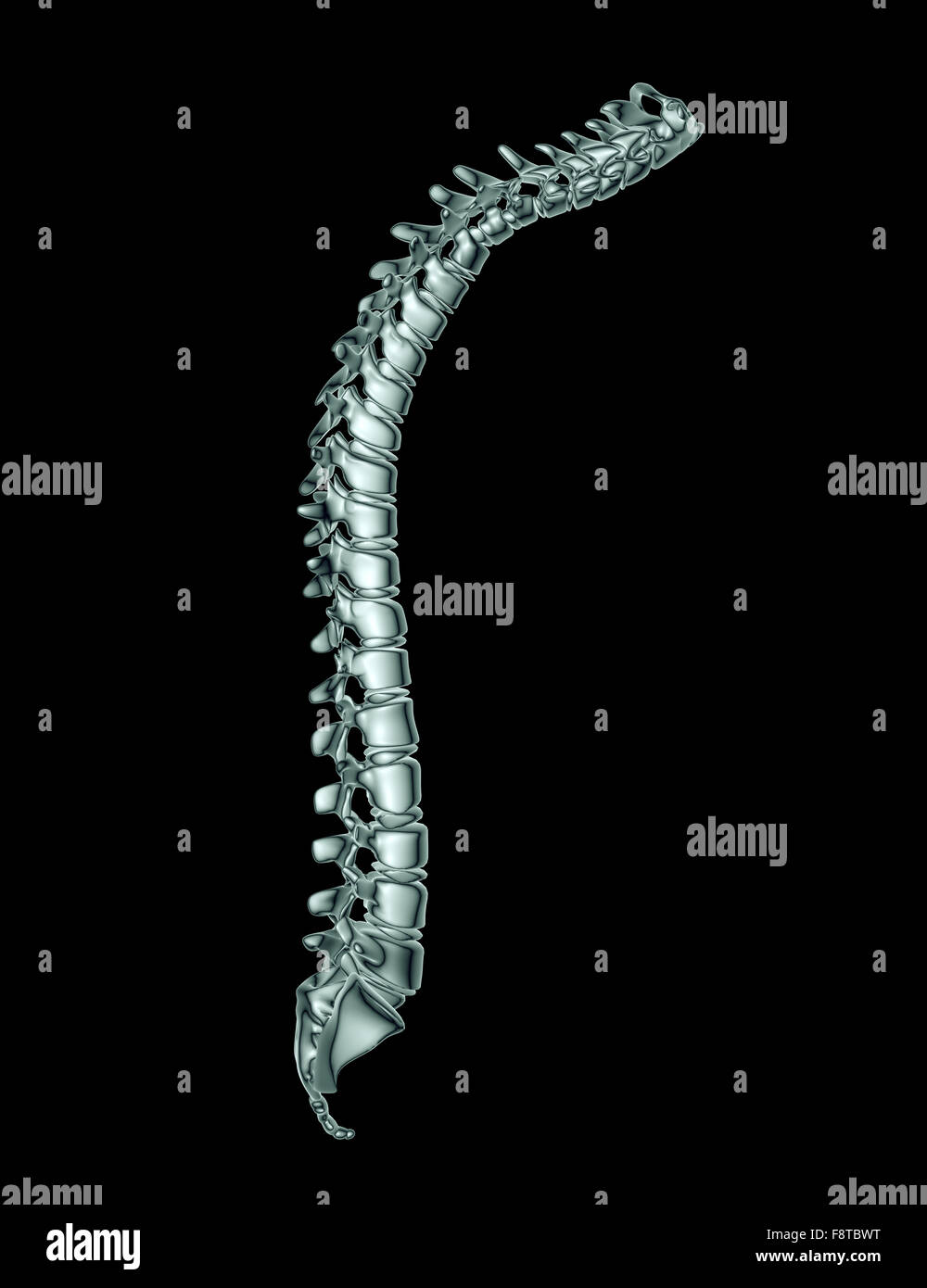 Spine anatomy hi-res stock photography and images - Alamy