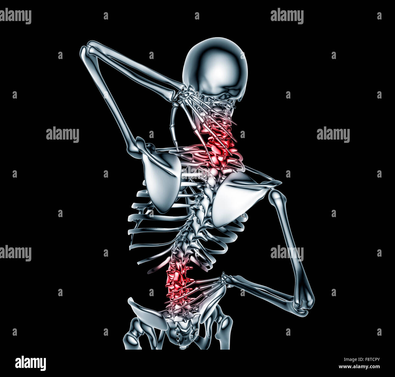 Back muscles anatomy hi-res stock photography and images - Alamy