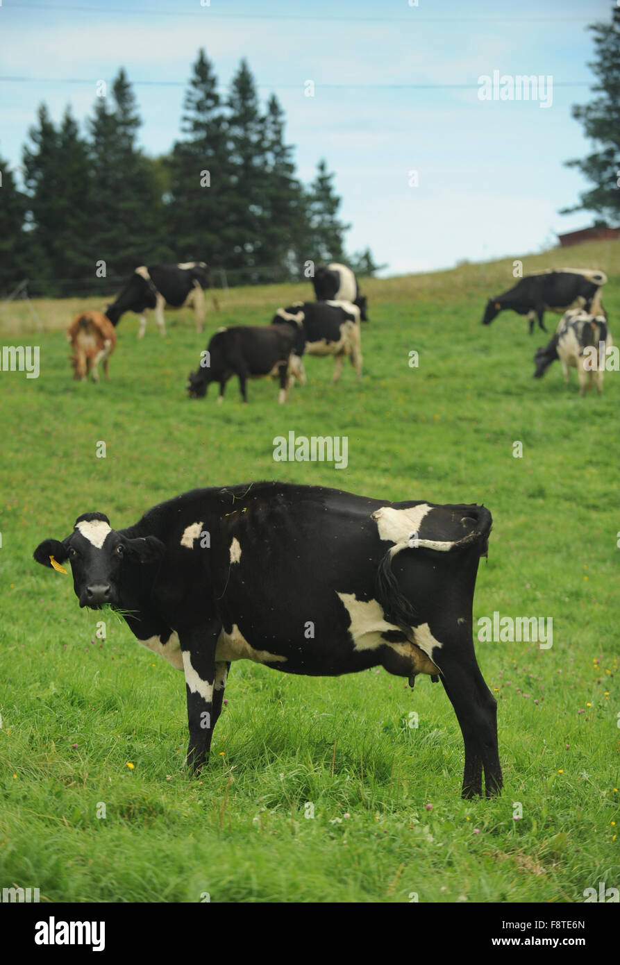 Large dairy farm usa hi-res stock photography and images - Alamy