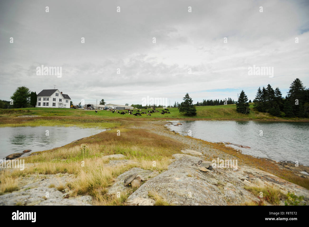 Daily life on an Organic Dairy Farm Stock Photo - Alamy