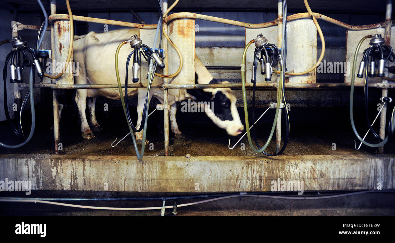Daily life on an Organic Dairy Farm Stock Photo - Alamy