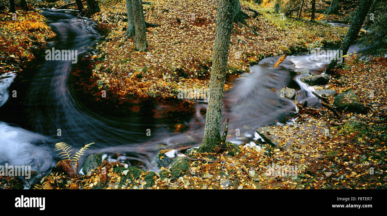 Tyresta National Park in autumn colours. Haninge and Tyresö ...