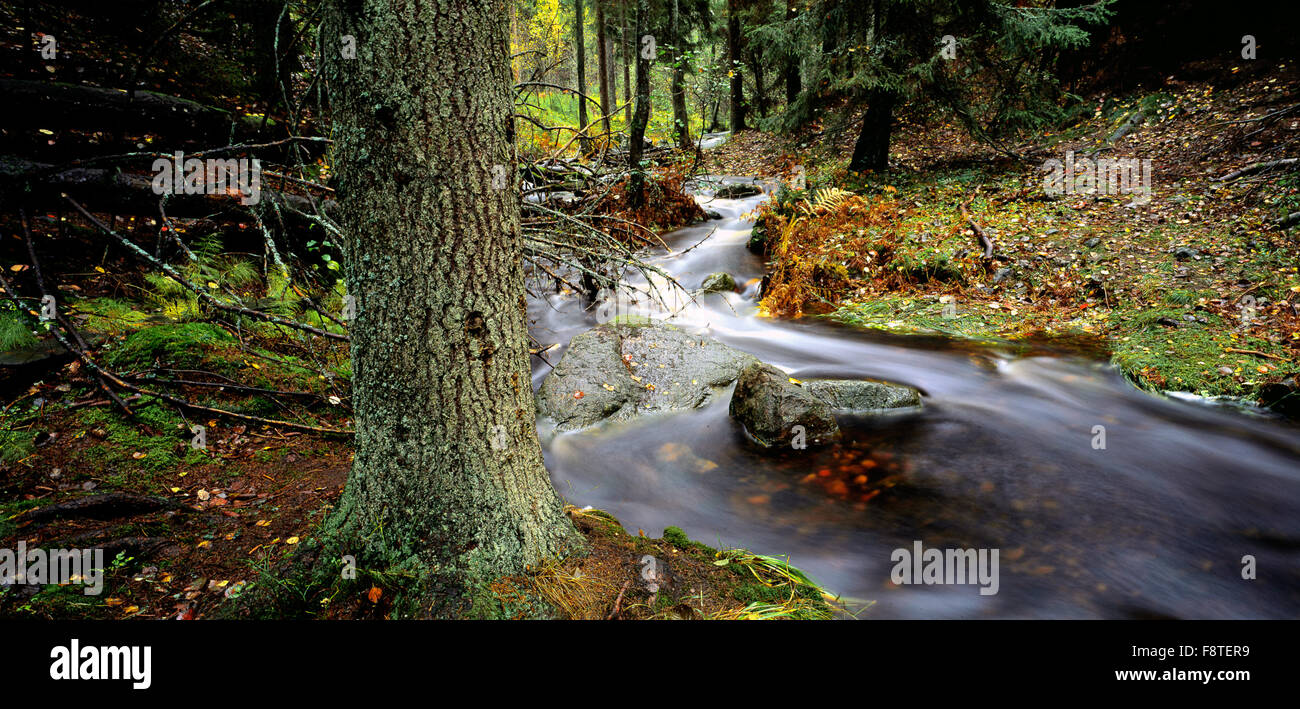 Tyresta National Park in autumn colours. Haninge and Tyresö ...