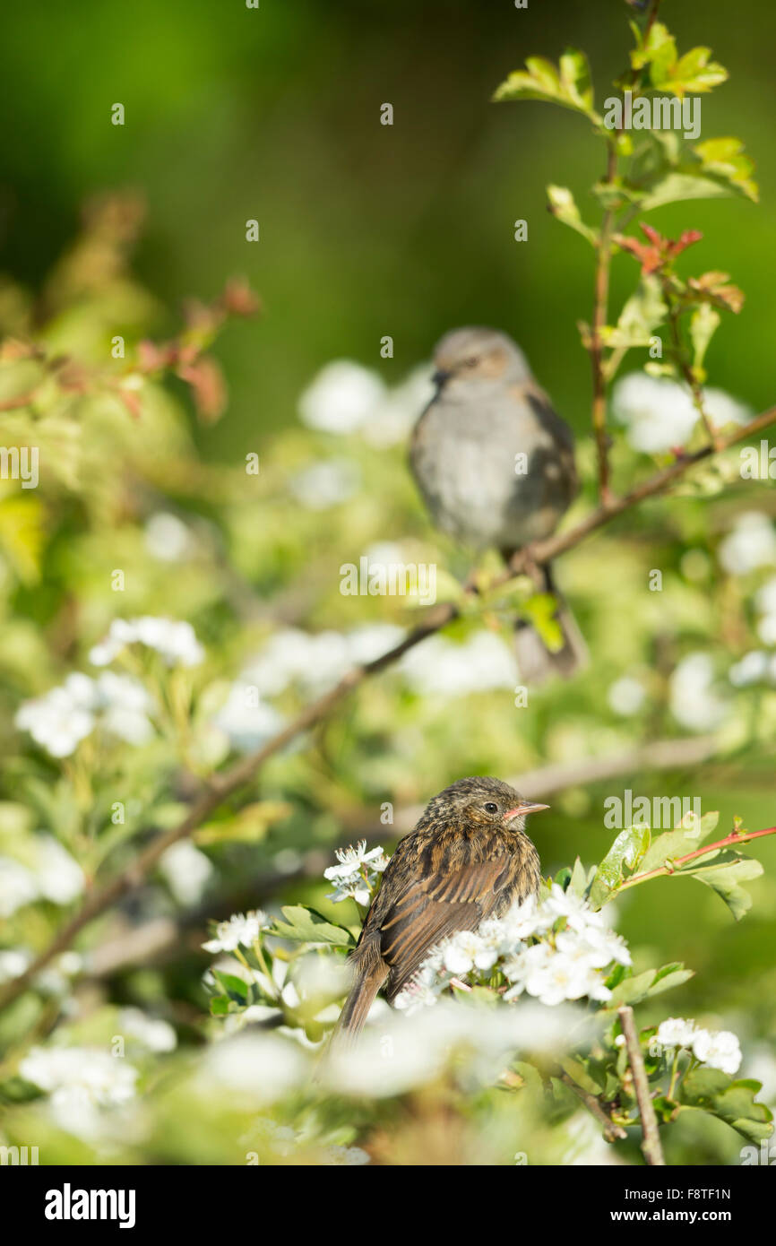 Perched sparrow two britain hi-res stock photography and images - Alamy