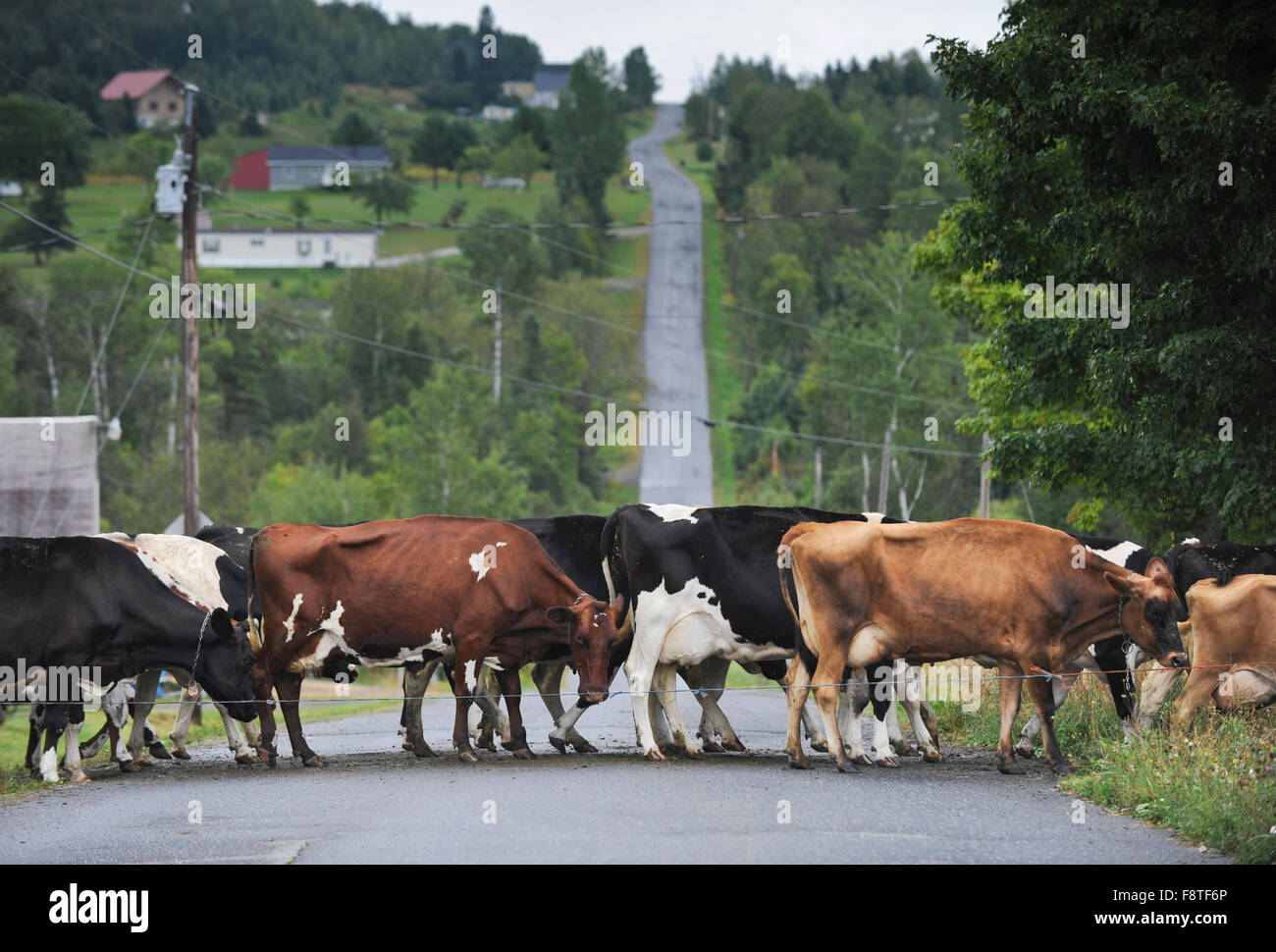 Daily life on an Organic Dairy Farm Stock Photo - Alamy