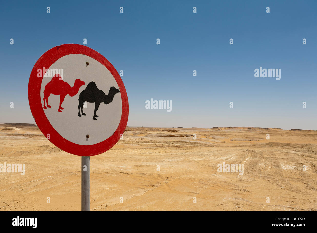 A circular road sign in the desert indicating no overtaking with camels ...