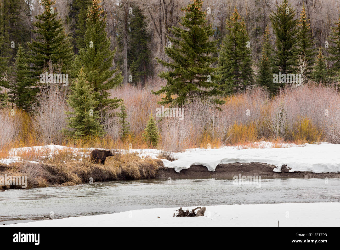Buffalo Fork River High Resolution Stock Photography and Images - Alamy