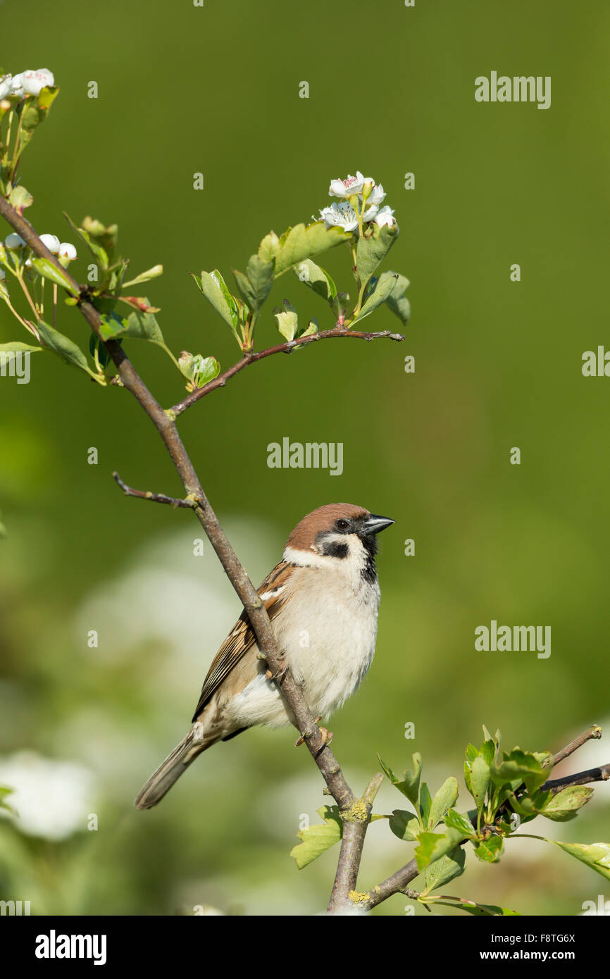 Tree sparrow british isles hi-res stock photography and images - Alamy