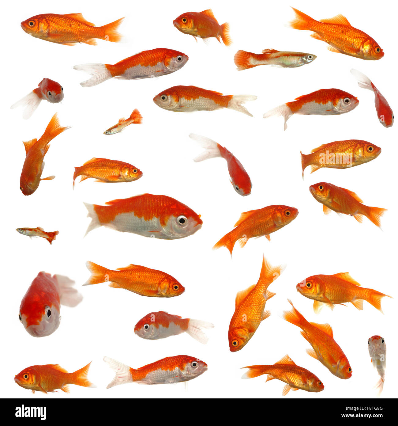 Baby pet fish hi-res stock photography and images - Alamy