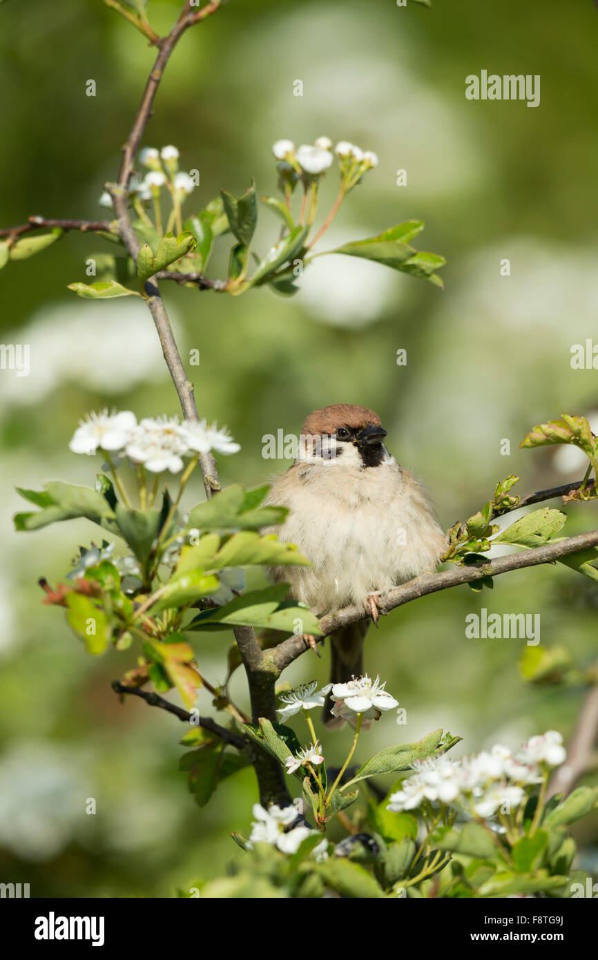 Tree Sparrow British Isles High Resolution Stock Photography and Images ...