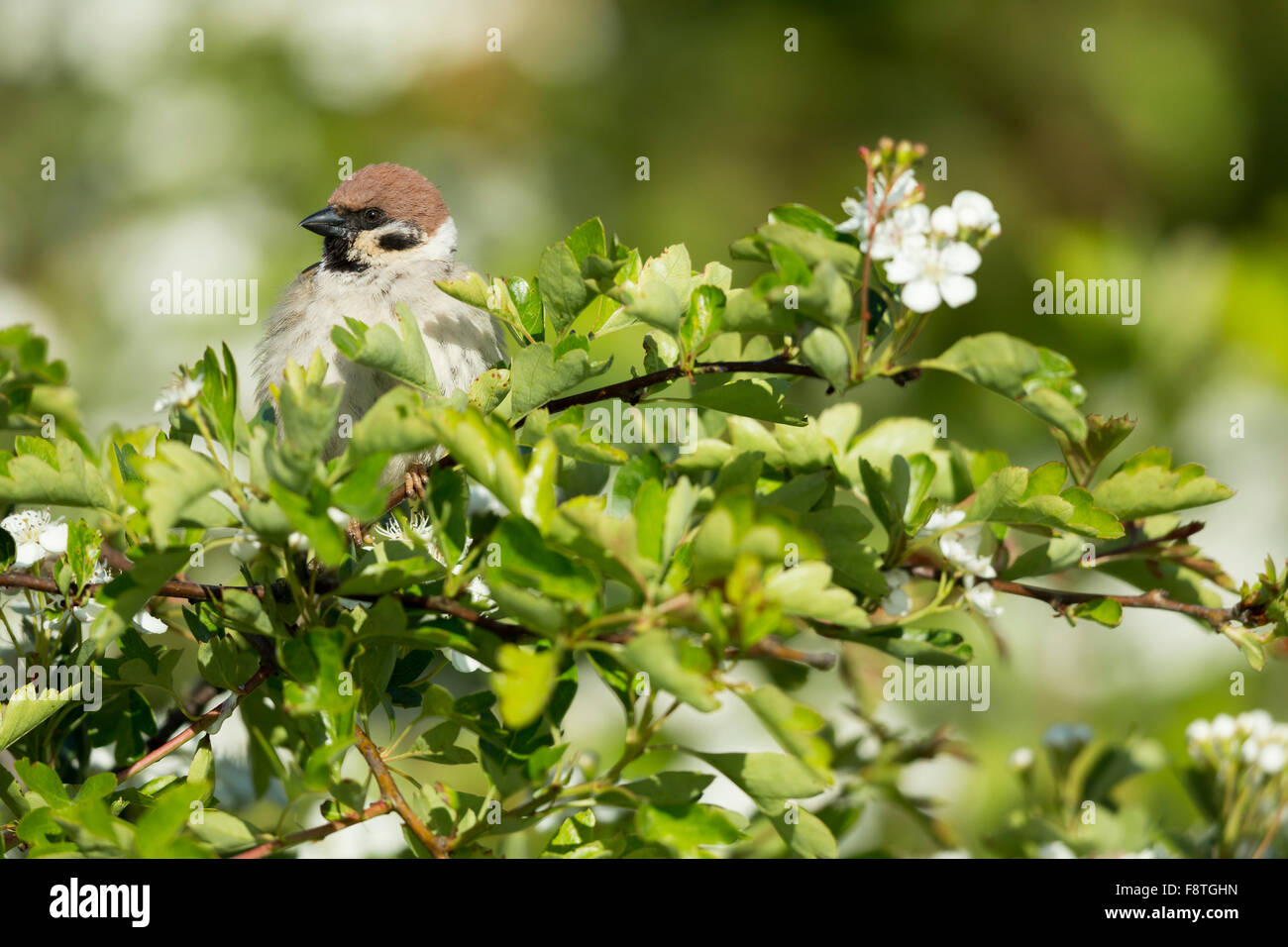 Tree Sparrow British Isles High Resolution Stock Photography and Images ...