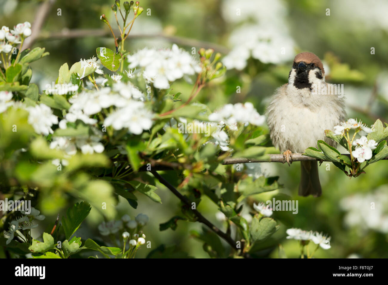 Tree sparrow british isles hi-res stock photography and images - Alamy