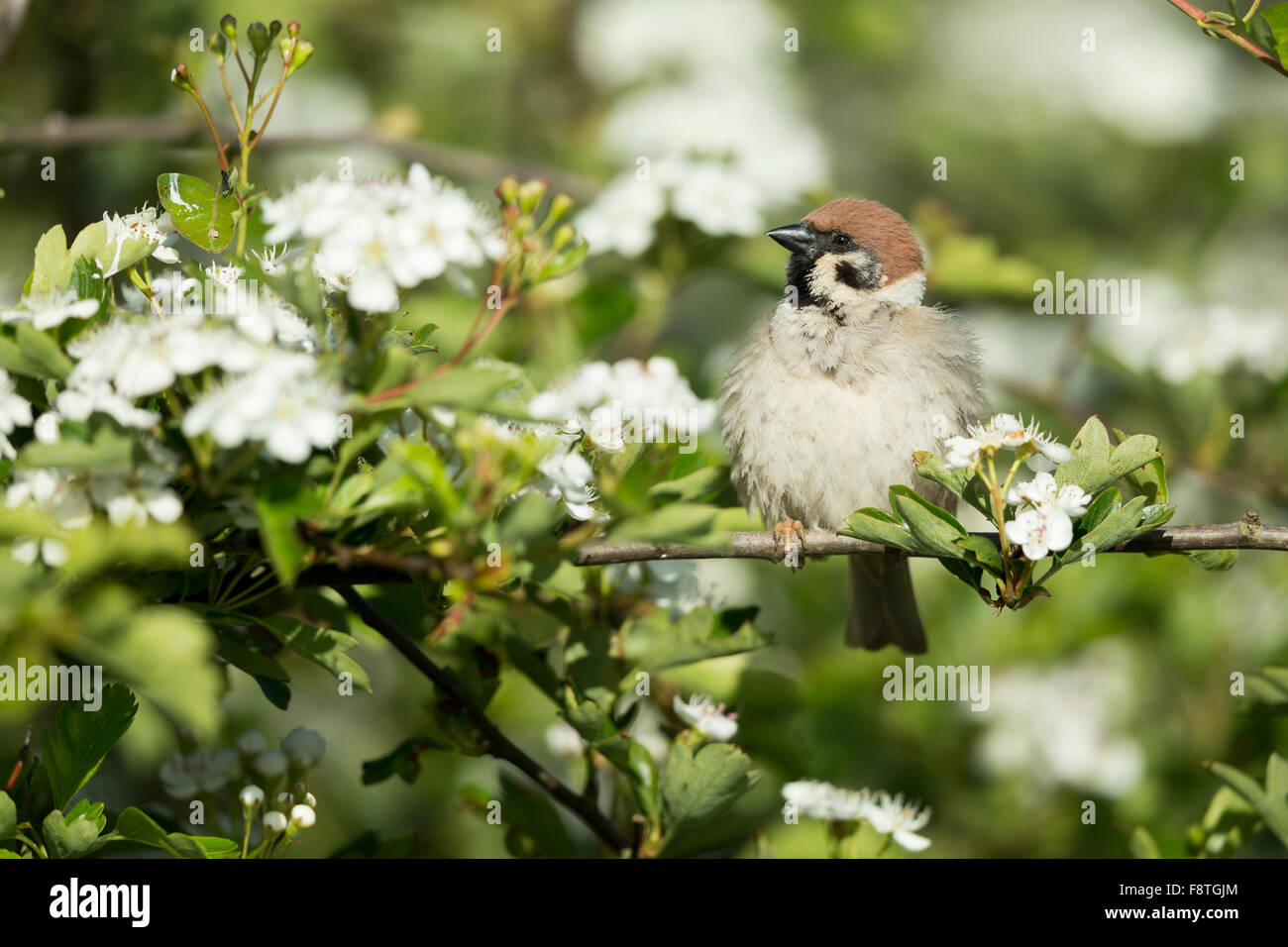 Tree sparrow british isles hi-res stock photography and images - Alamy