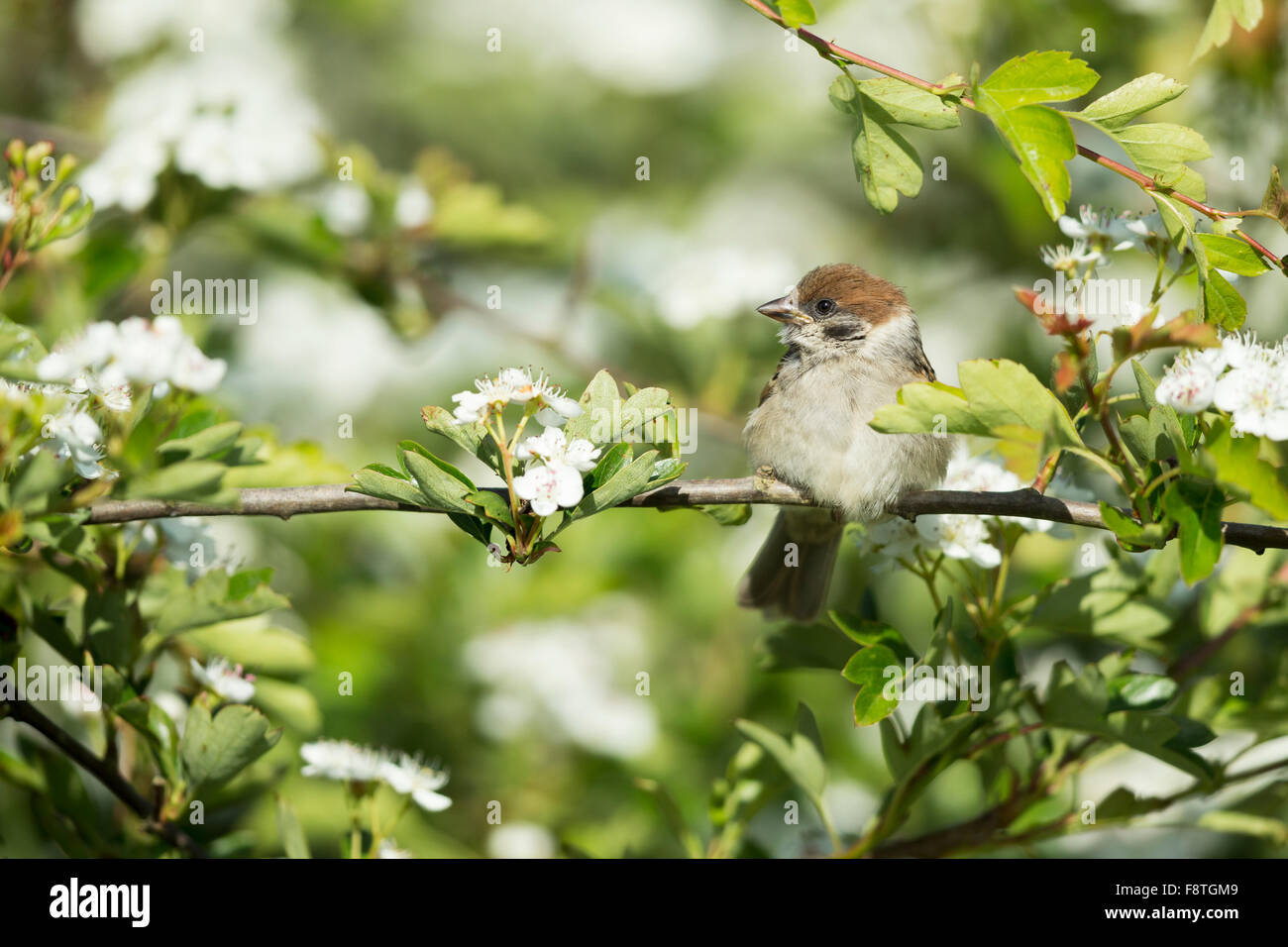Juvenile Tree Sparrow High Resolution Stock Photography and Images - Alamy