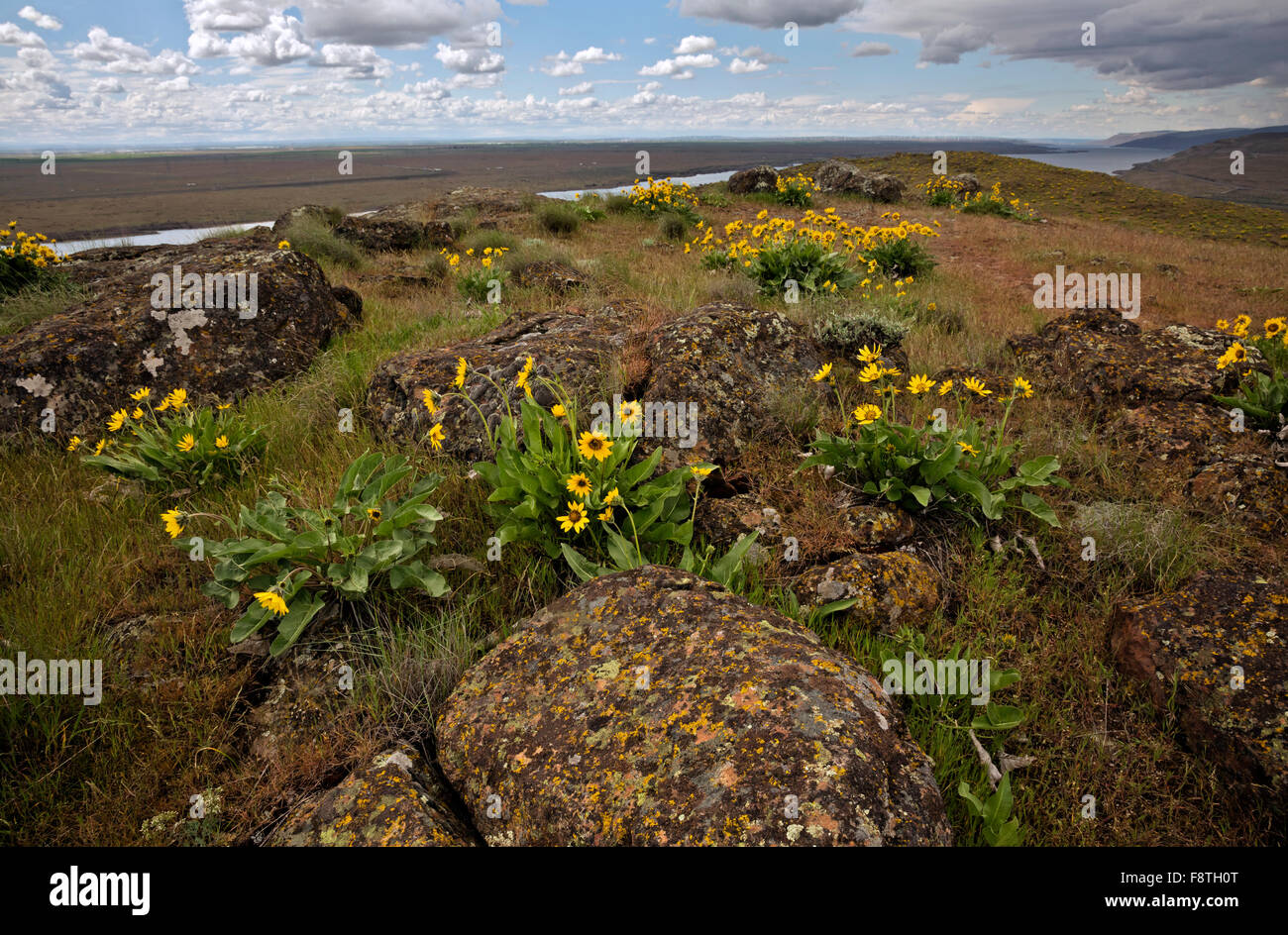 Crow flowers hi-res stock photography and images - Alamy