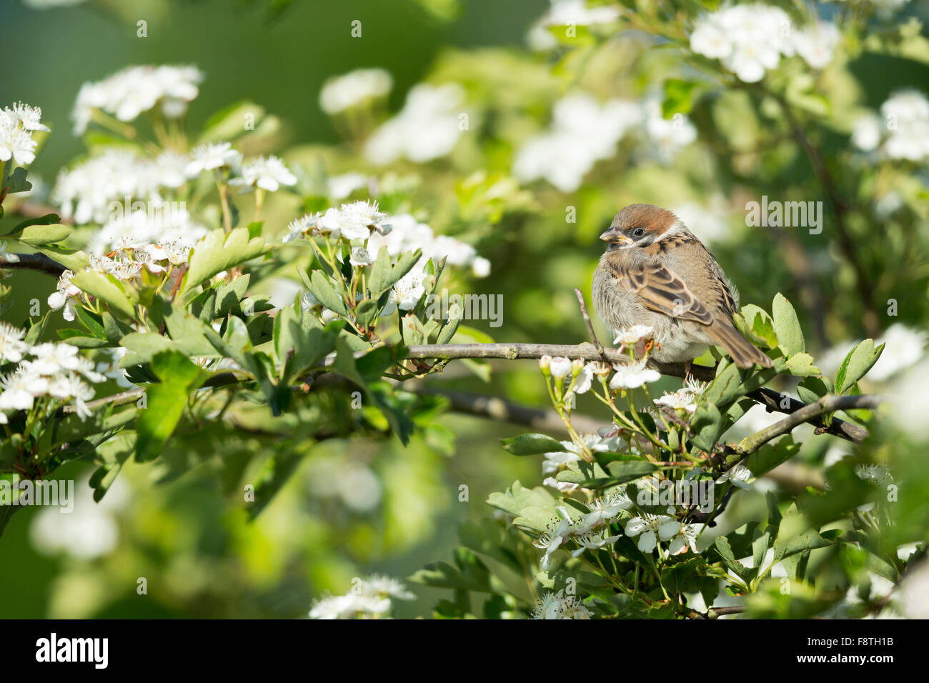 Juvenile Tree Sparrow High Resolution Stock Photography and Images - Alamy