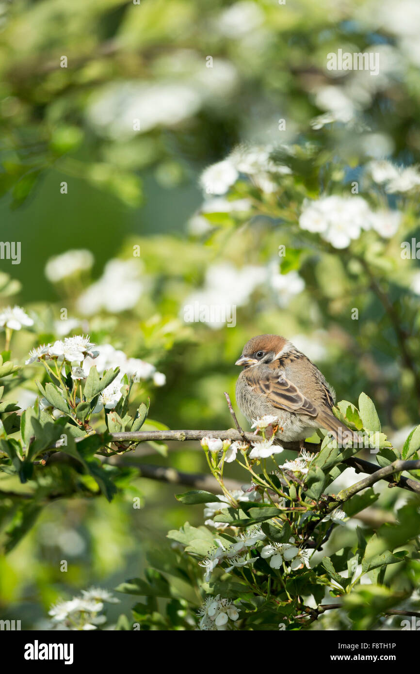 Juvenile Tree Sparrow High Resolution Stock Photography and Images - Alamy
