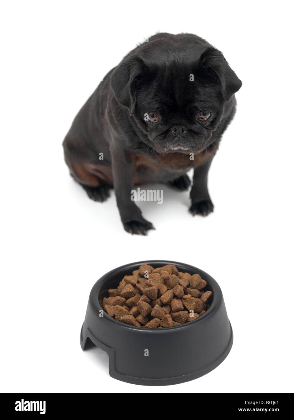 Gazing pug hi-res stock photography and images - Alamy