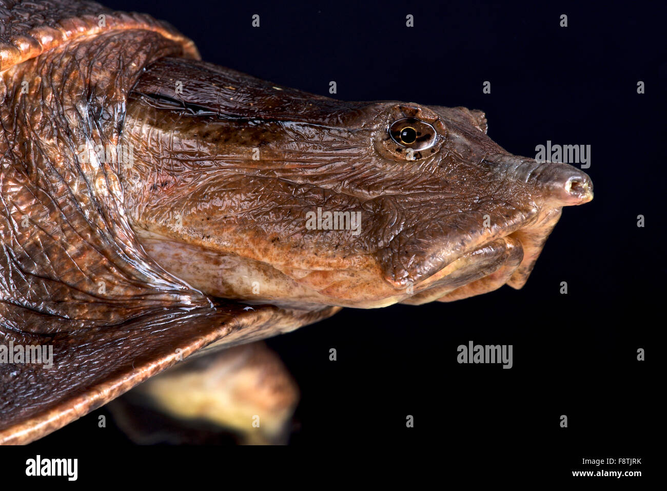 Aubry's flapshell turtle (Cycloderma aubryi Stock Photo - Alamy