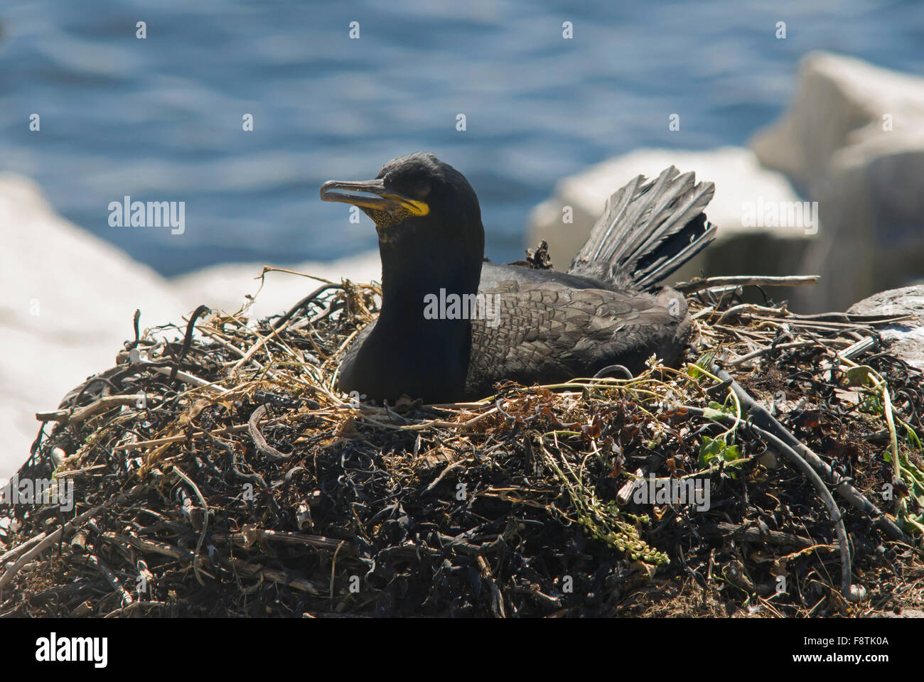 Female Shag on the nest Farne Islands, Northumberland Stock Photo - Alamy
