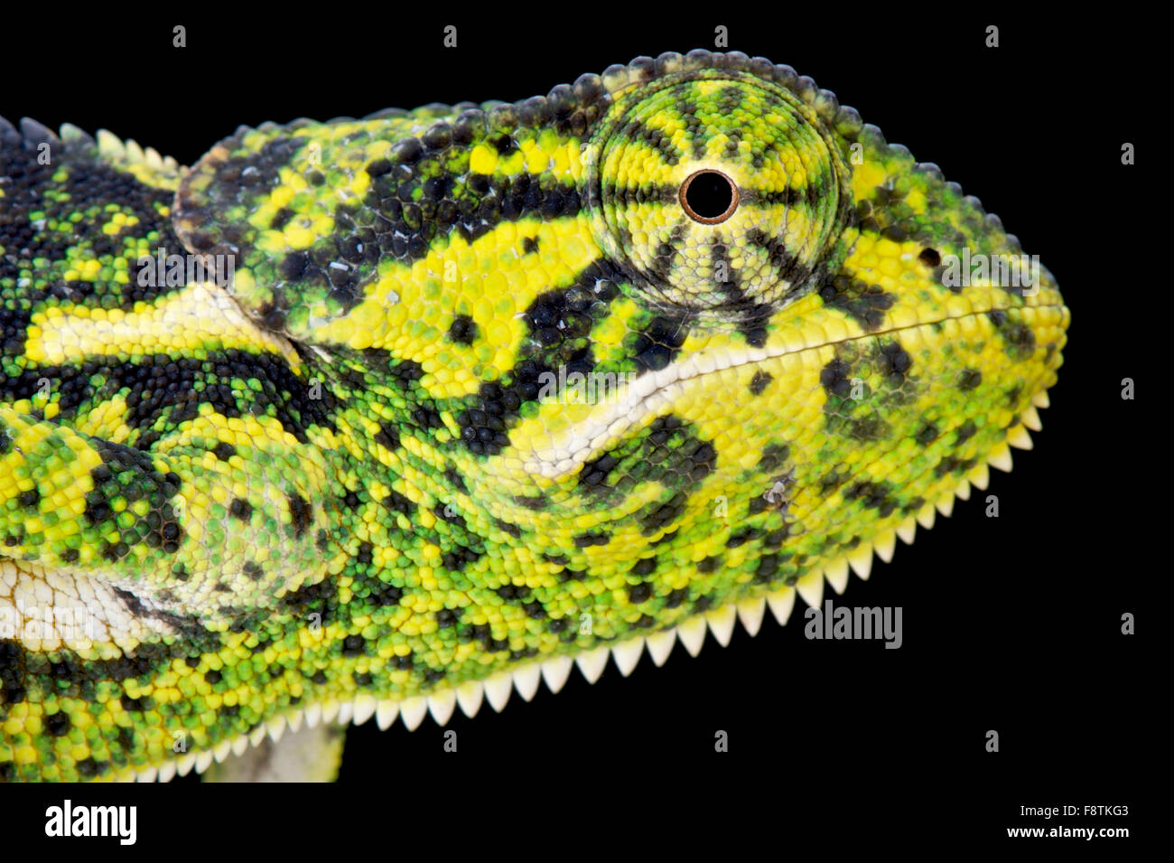 African chameleon hi-res stock photography and images - Alamy