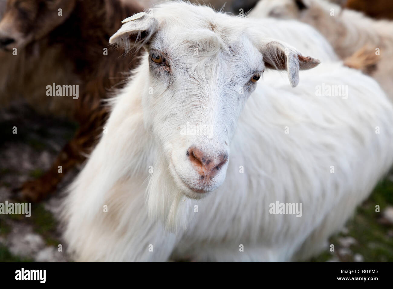 Goat ears hi-res stock photography and images - Alamy