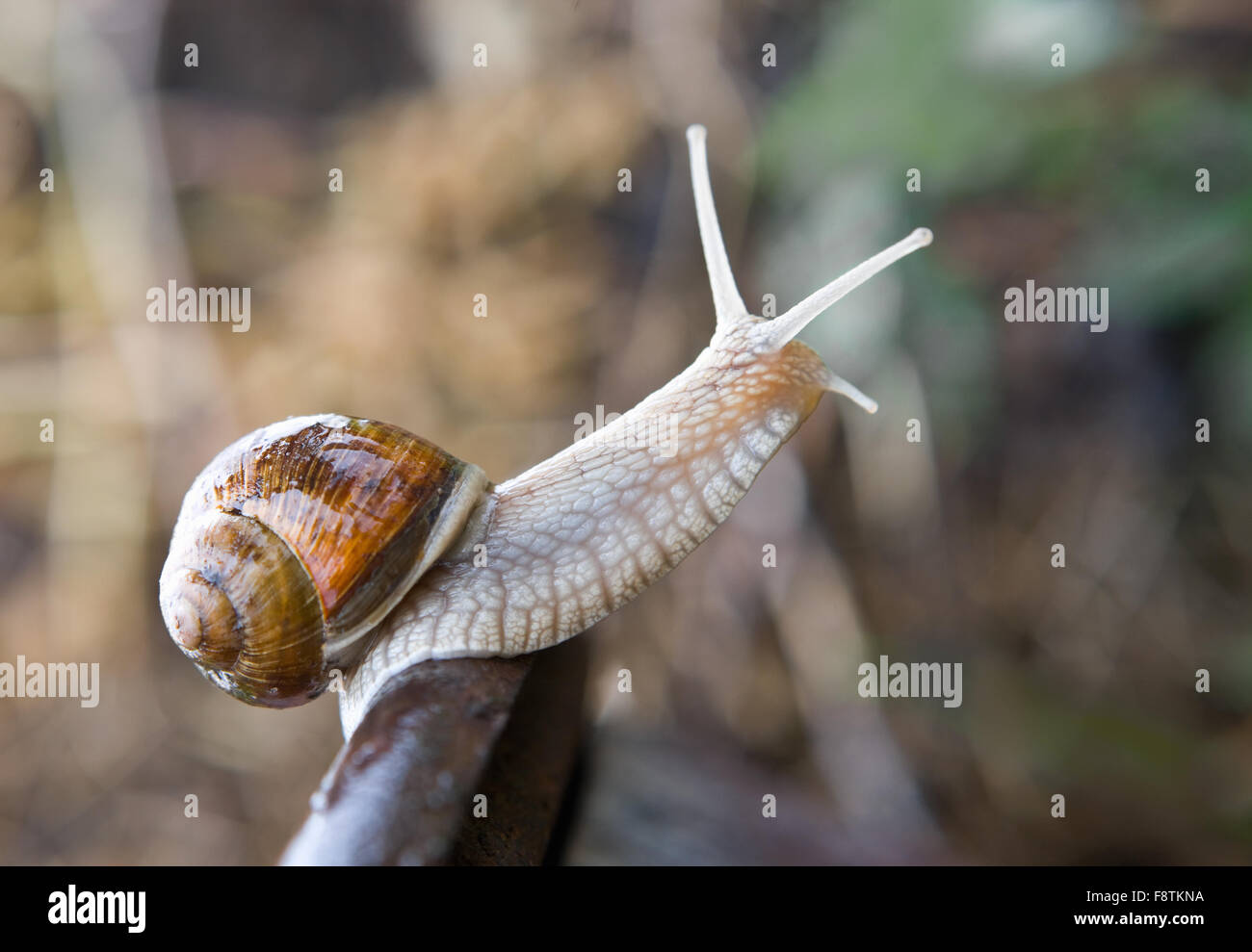 Snail shell pattern hi-res stock photography and images - Alamy