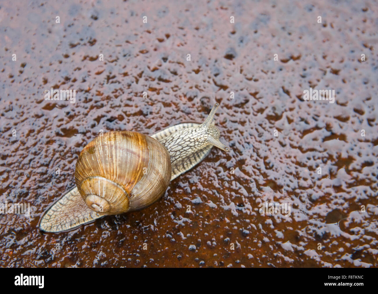 Snail shell pattern hi-res stock photography and images - Alamy