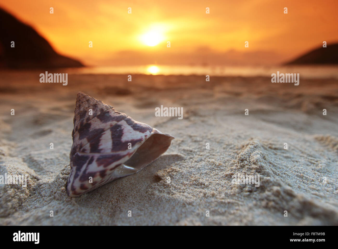Seashells on beach under sunset sky over sea Stock Photo - Alamy