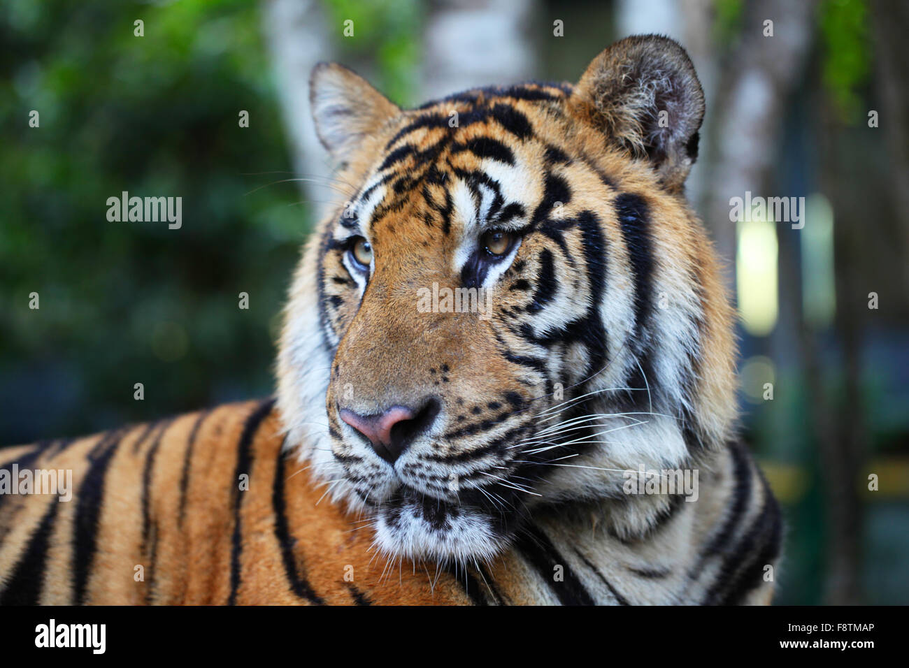 Portrait of Asian tiger outdoors close up Stock Photo - Alamy